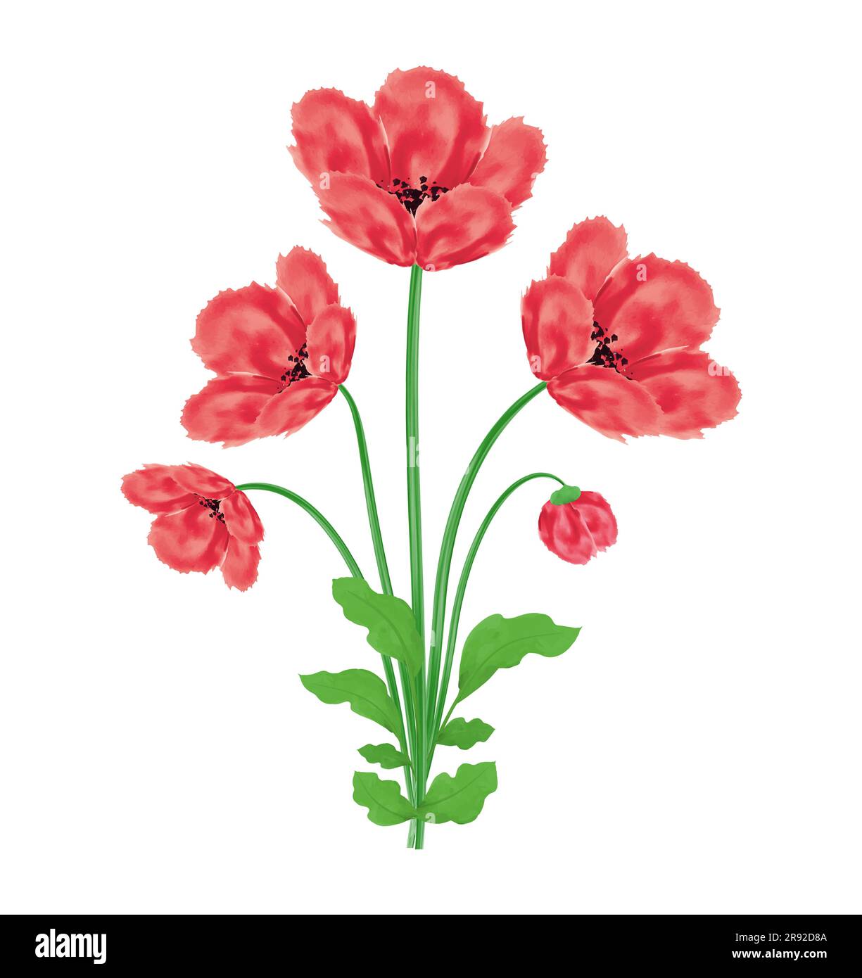 Poppy flowers bouquet Watercolor design element Vector illustration for ...
