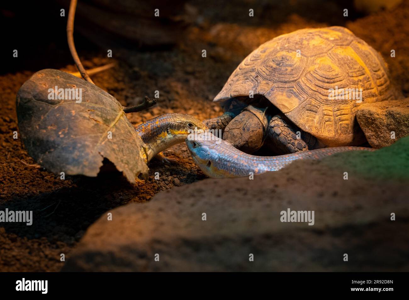 A pair of snakes and a turtle interacting in a reptile zoo habitat ...