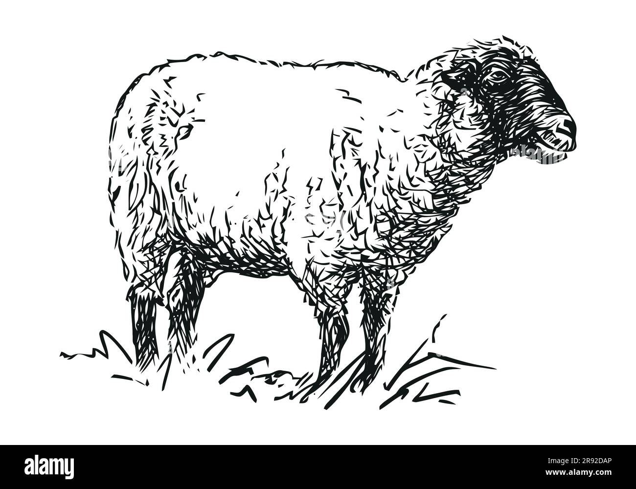sheep - farm animal, hand drawn black and white vector illustration ...