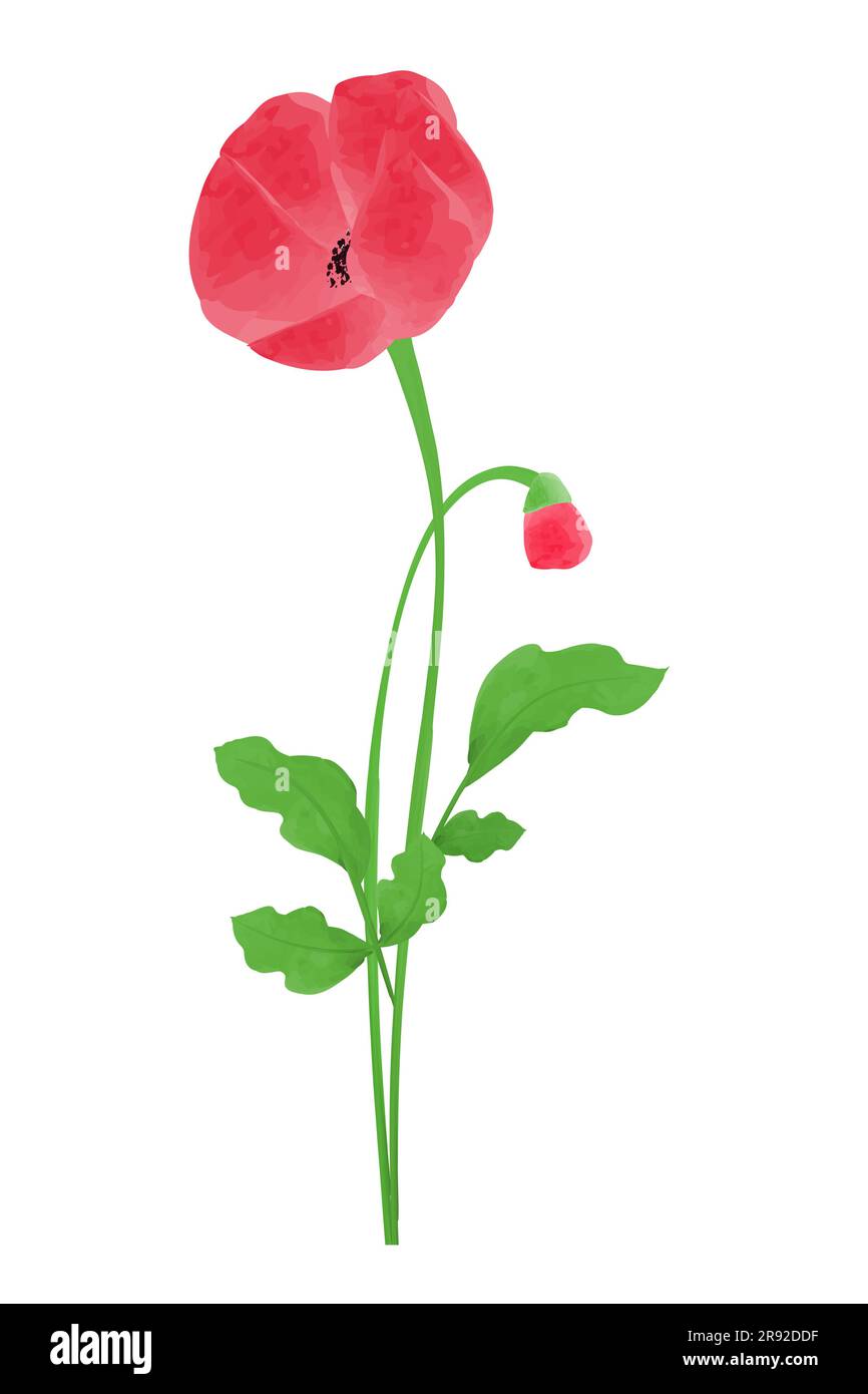 Poppy flower Watercolor design element Vector illustration for ...