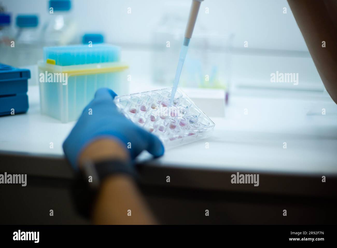 In vitro cellular assay using multi pipette and well plate cell culture ...