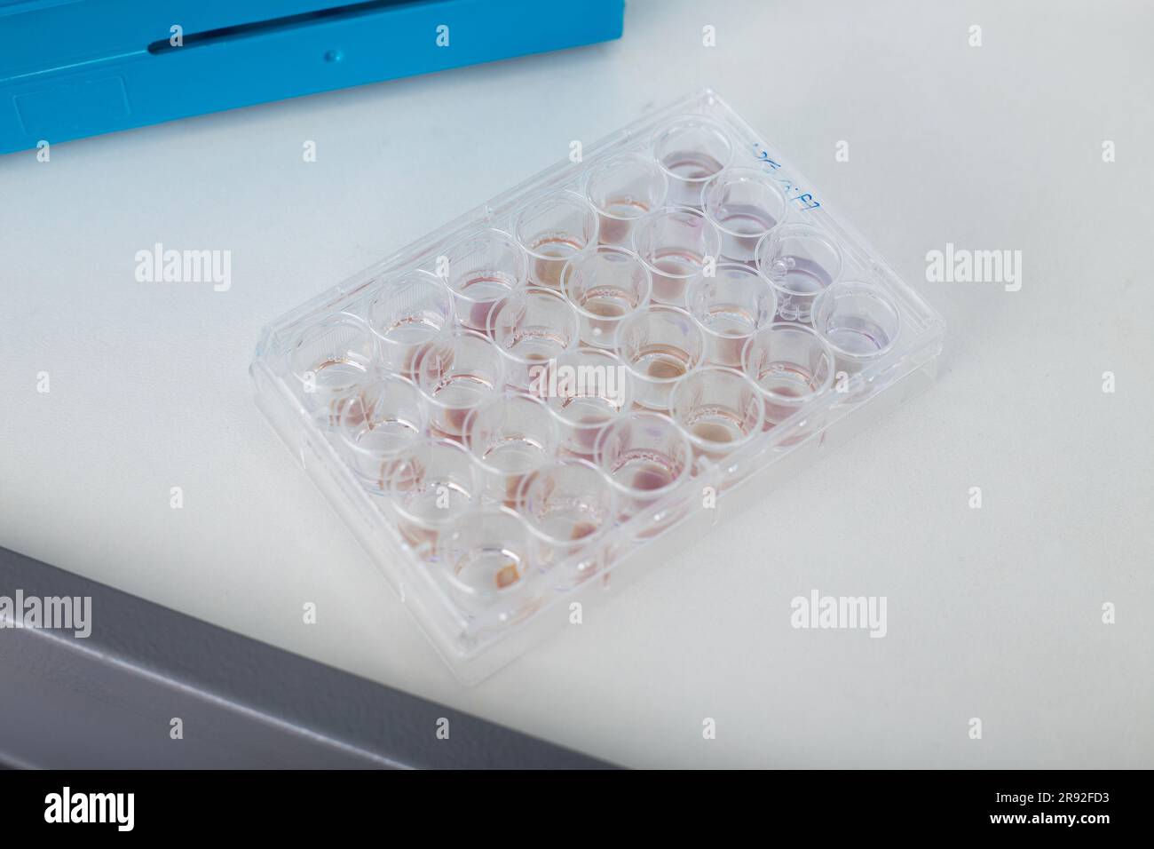 In vitro cellular assay using multi pipette and well plate cell culture ...