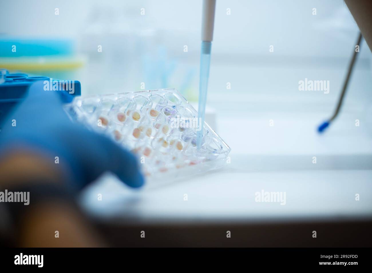 In vitro cellular assay using multi pipette and well plate cell culture ...