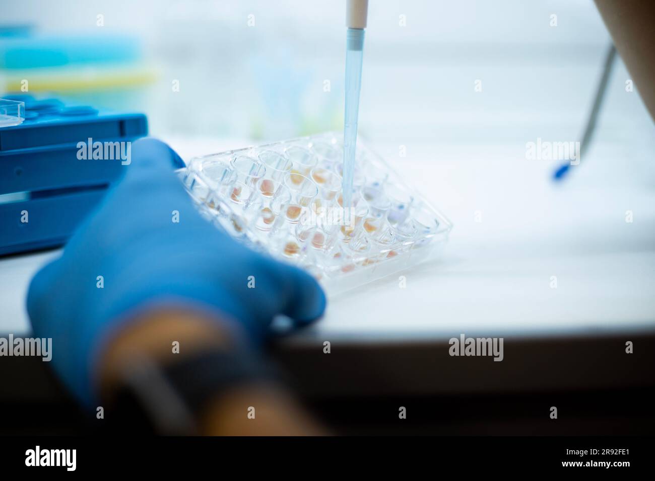 In vitro cellular assay using multi pipette and well plate cell culture ...