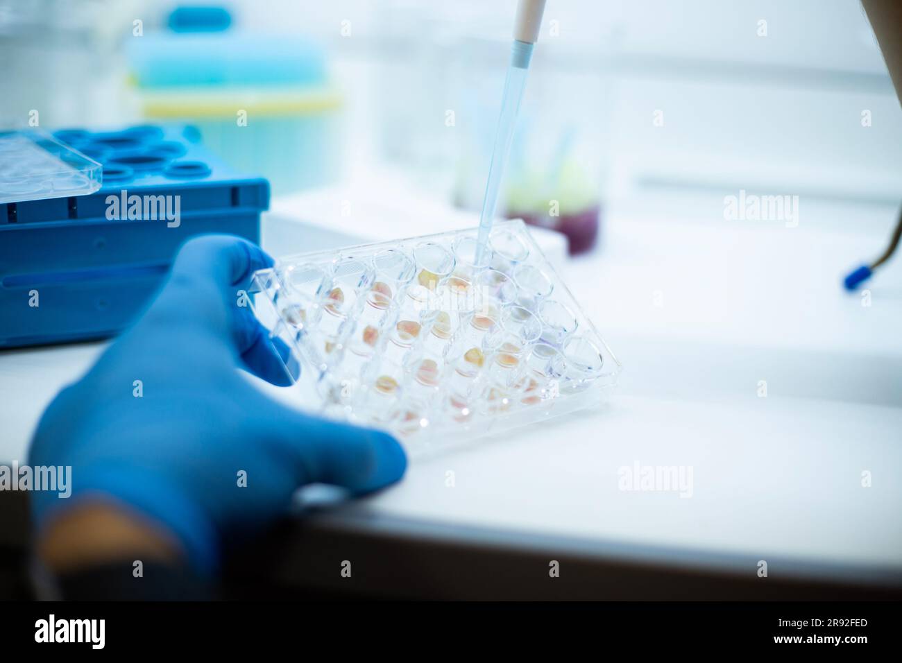 In vitro cellular assay using multi pipette and well plate cell culture ...