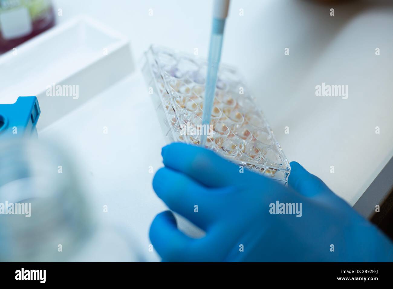 In vitro cellular assay using multi pipette and well plate cell culture ...