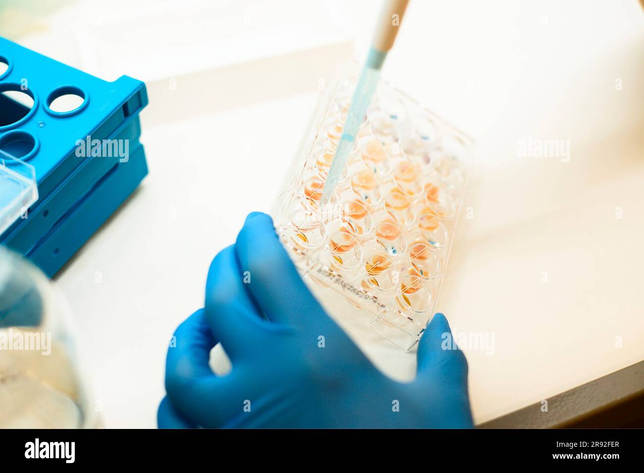 In vitro cellular assay using multi pipette and well plate cell culture ...