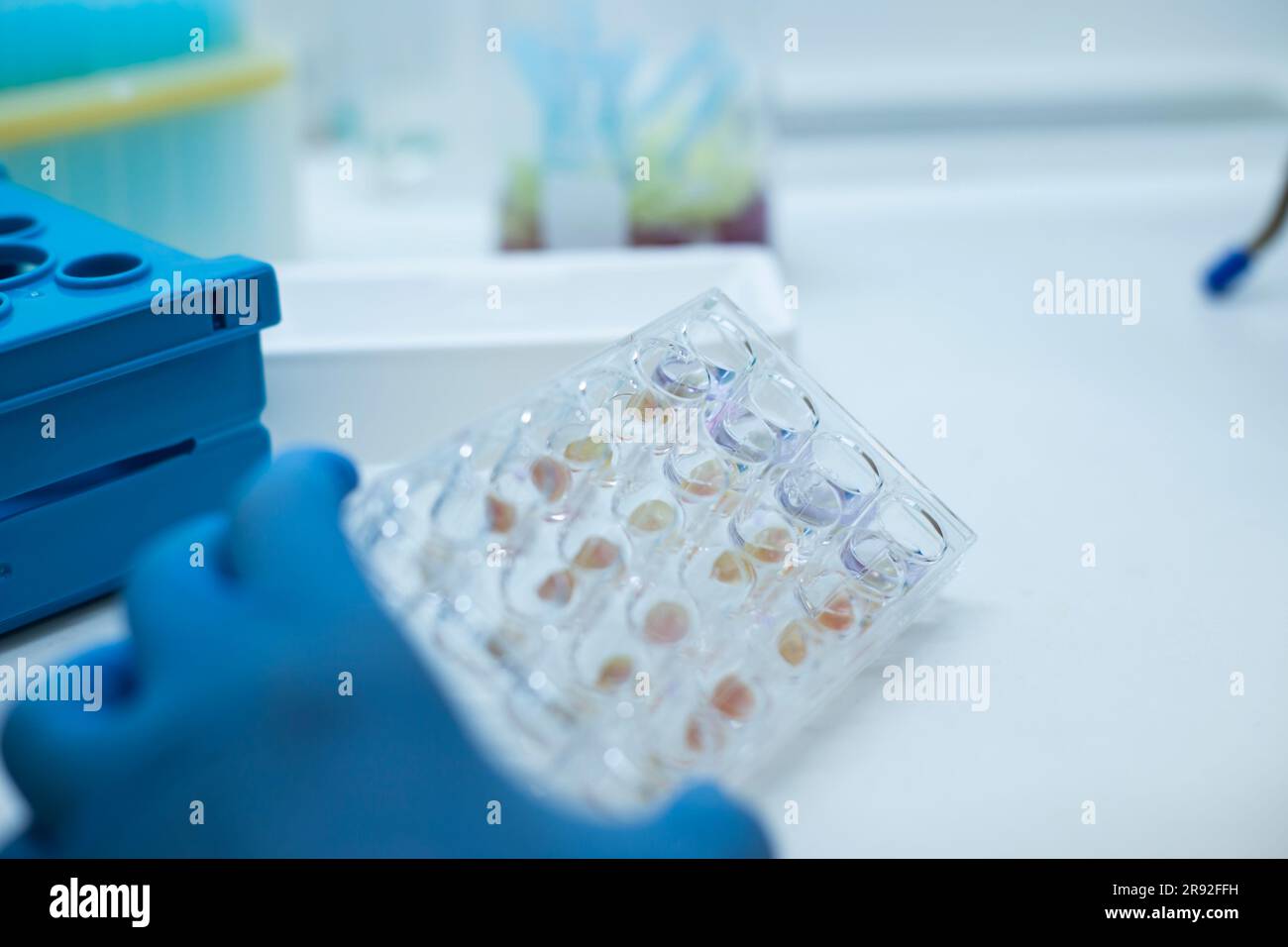 In vitro cellular assay using multi pipette and well plate cell culture ...