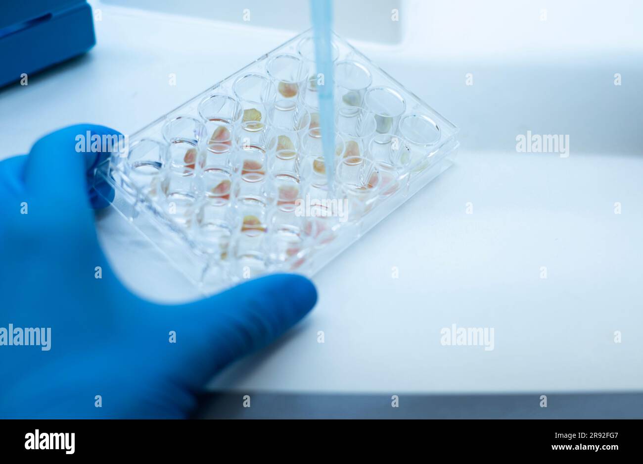 In vitro cellular assay using multi pipette and well plate cell culture ...