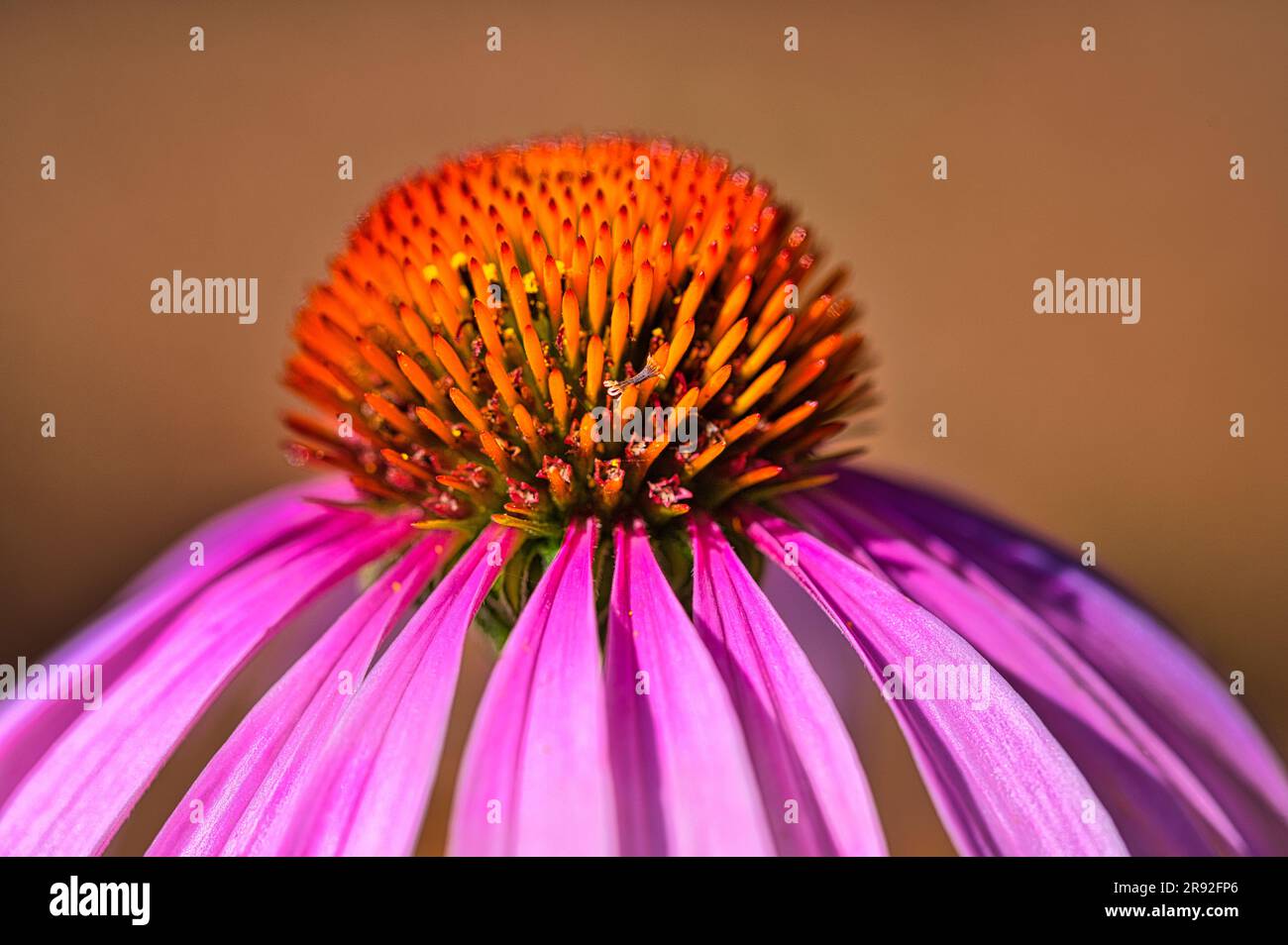Mesmerizing flower patterns hi-res stock photography and images - Alamy