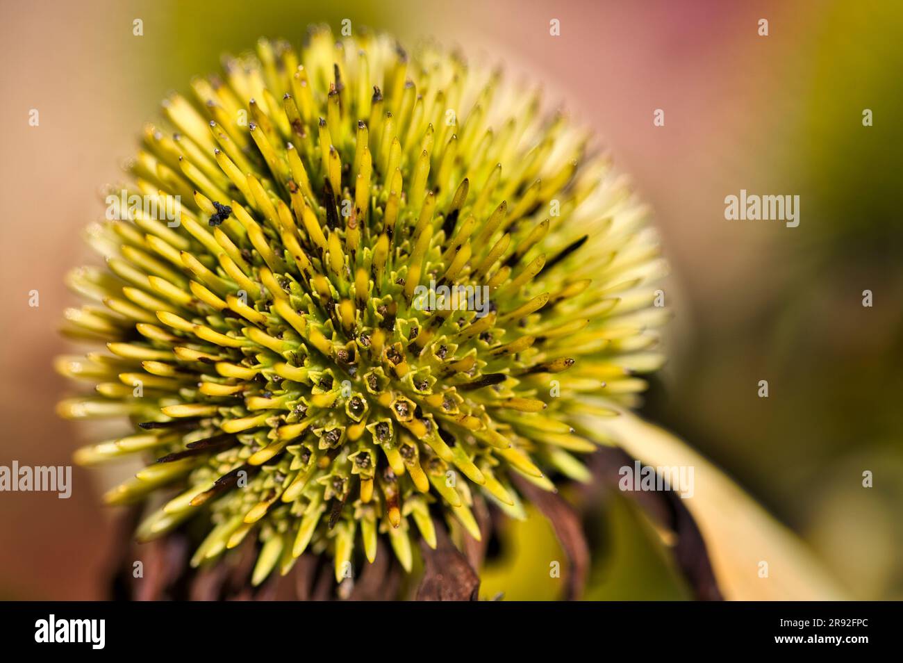 Mesmerizing flower patterns hi-res stock photography and images - Alamy