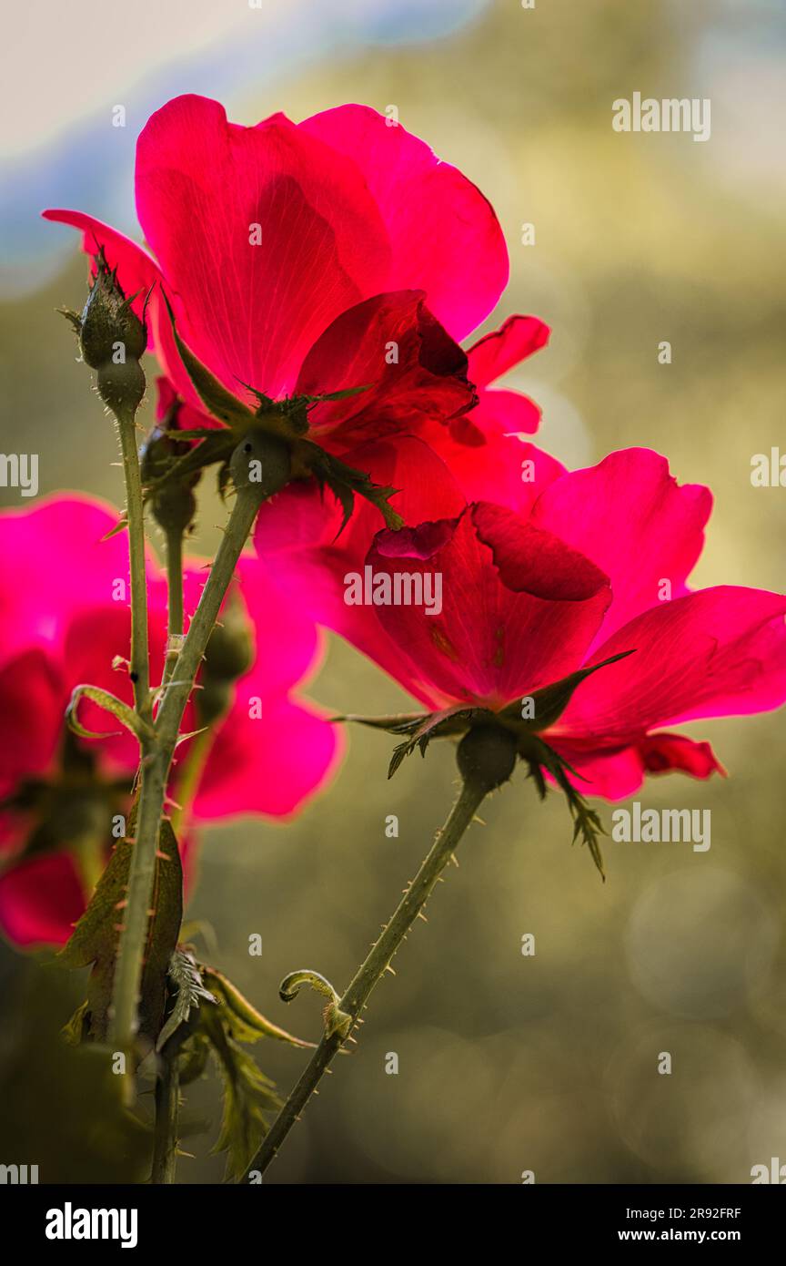 Viewing something from a lower angle allows you to notice new things ...