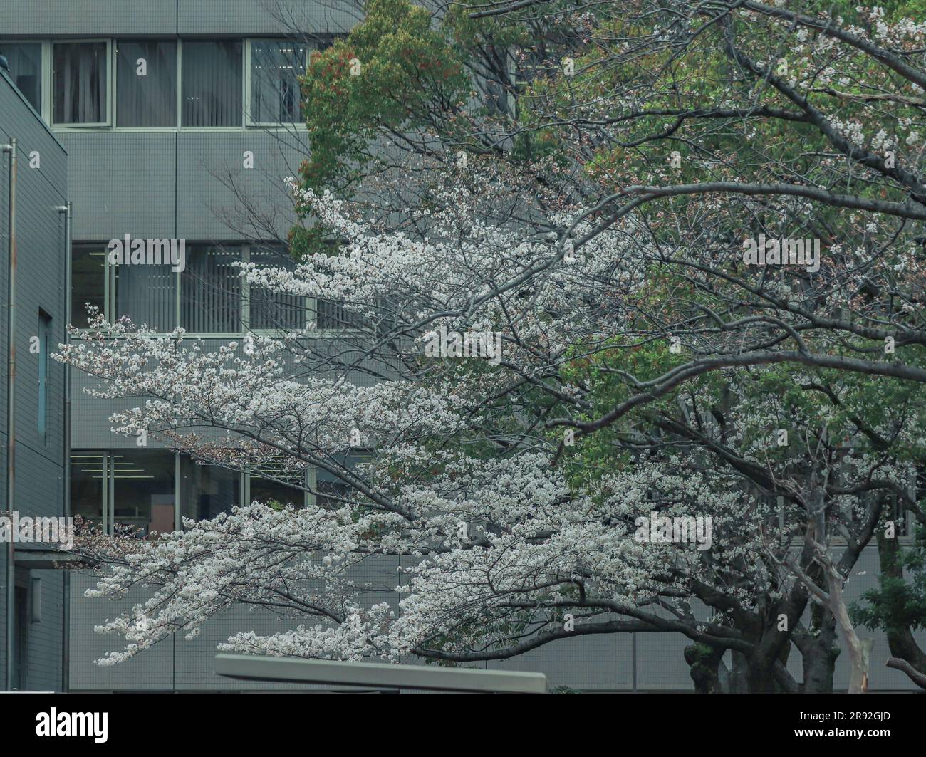A landscape view of a white cherry blossom tree standing behind a ...
