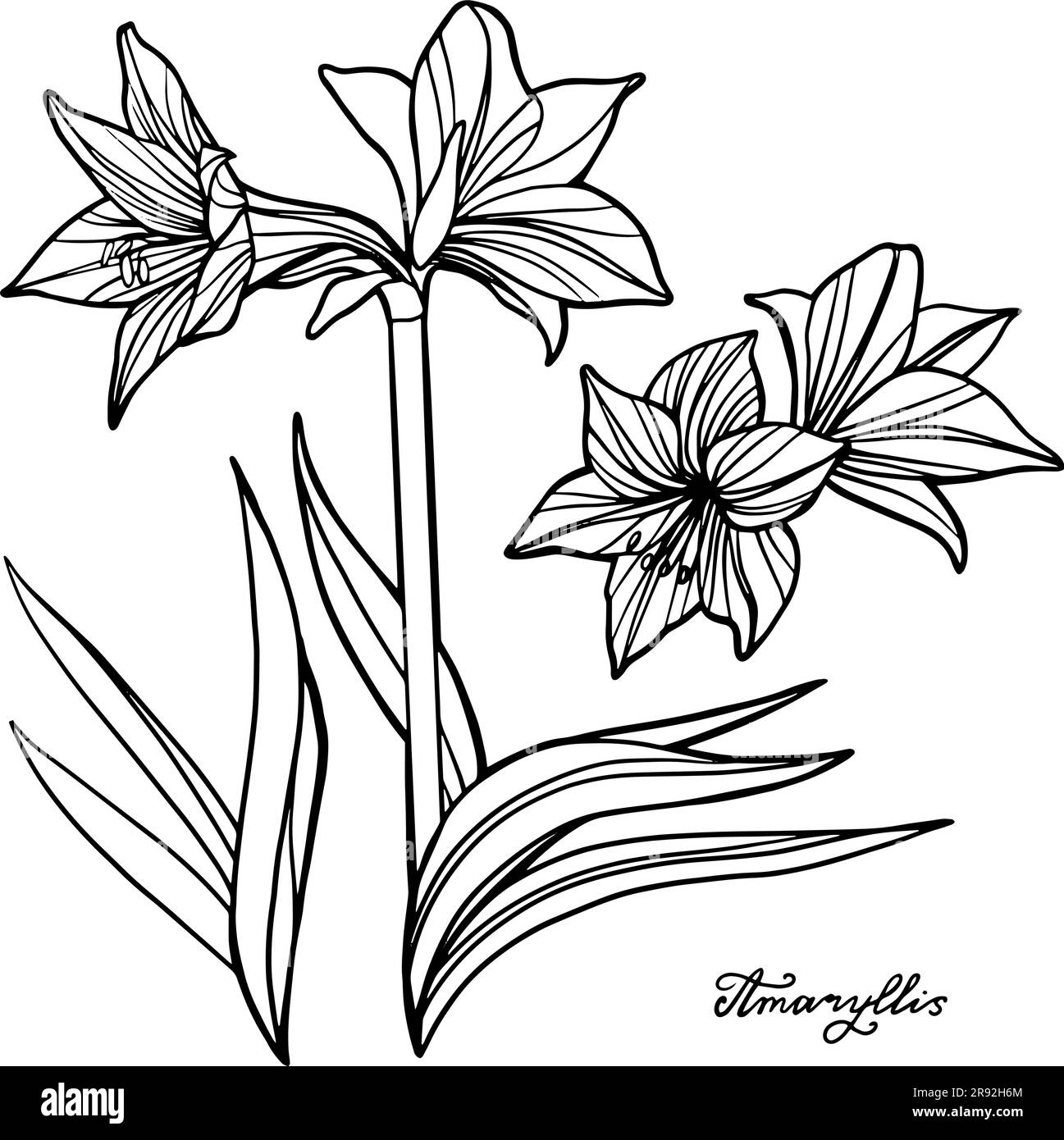 Amaryllis lily flower botanical vector Art isolated on white background Stock Vector Image & Art ...