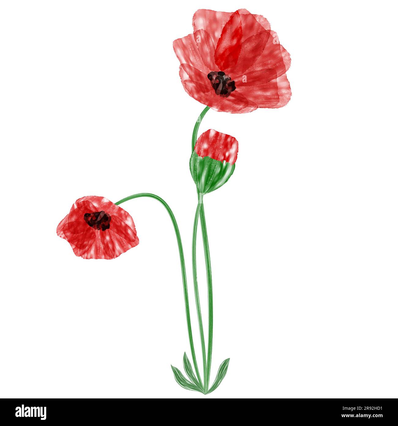 Poppy Flowers Watercolor Design Element Vector Illustration Isolated On