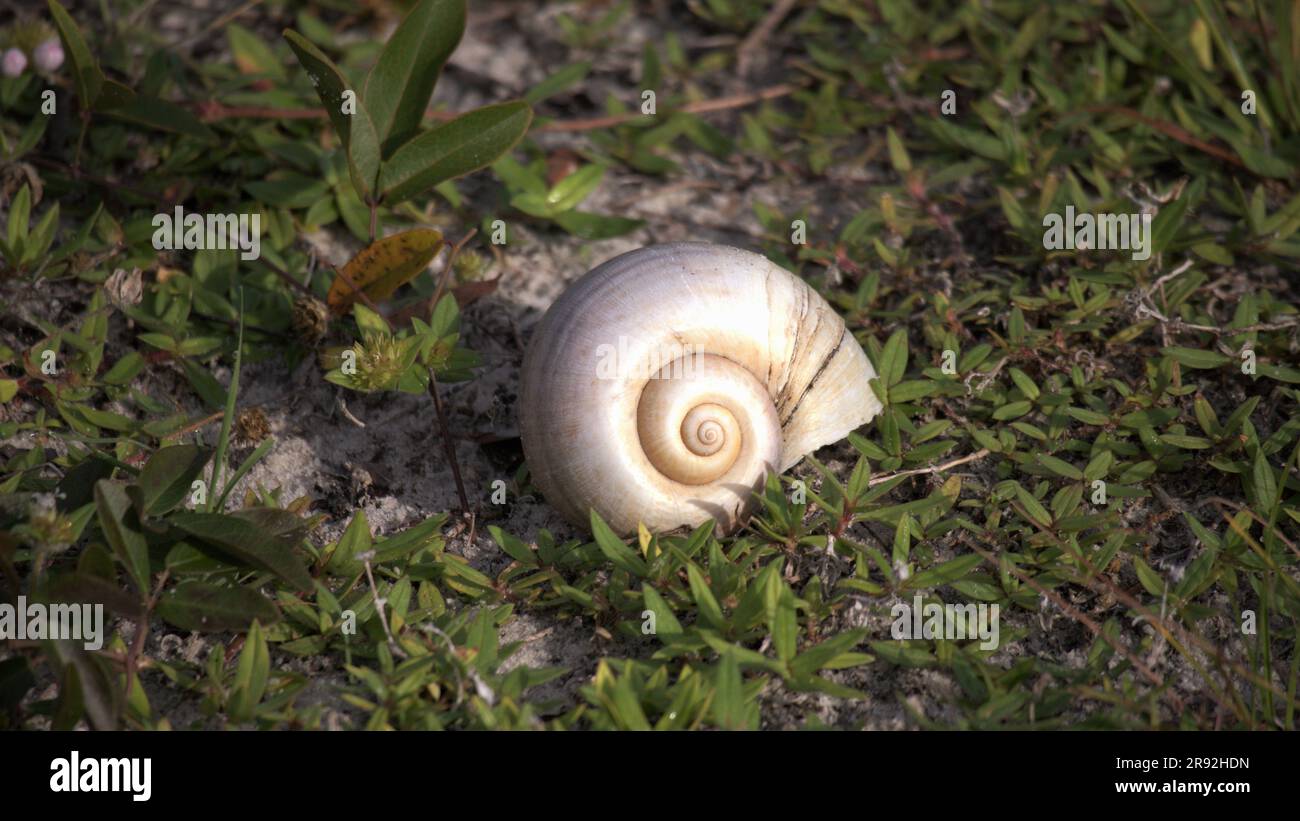 A snail shell in the grass Stock Photo - Alamy
