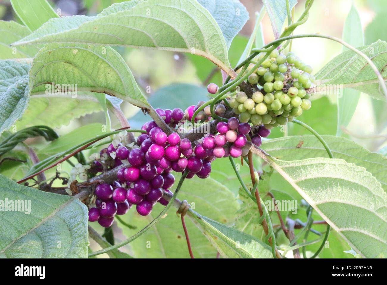 A bunch of berries hi-res stock photography and images - Alamy