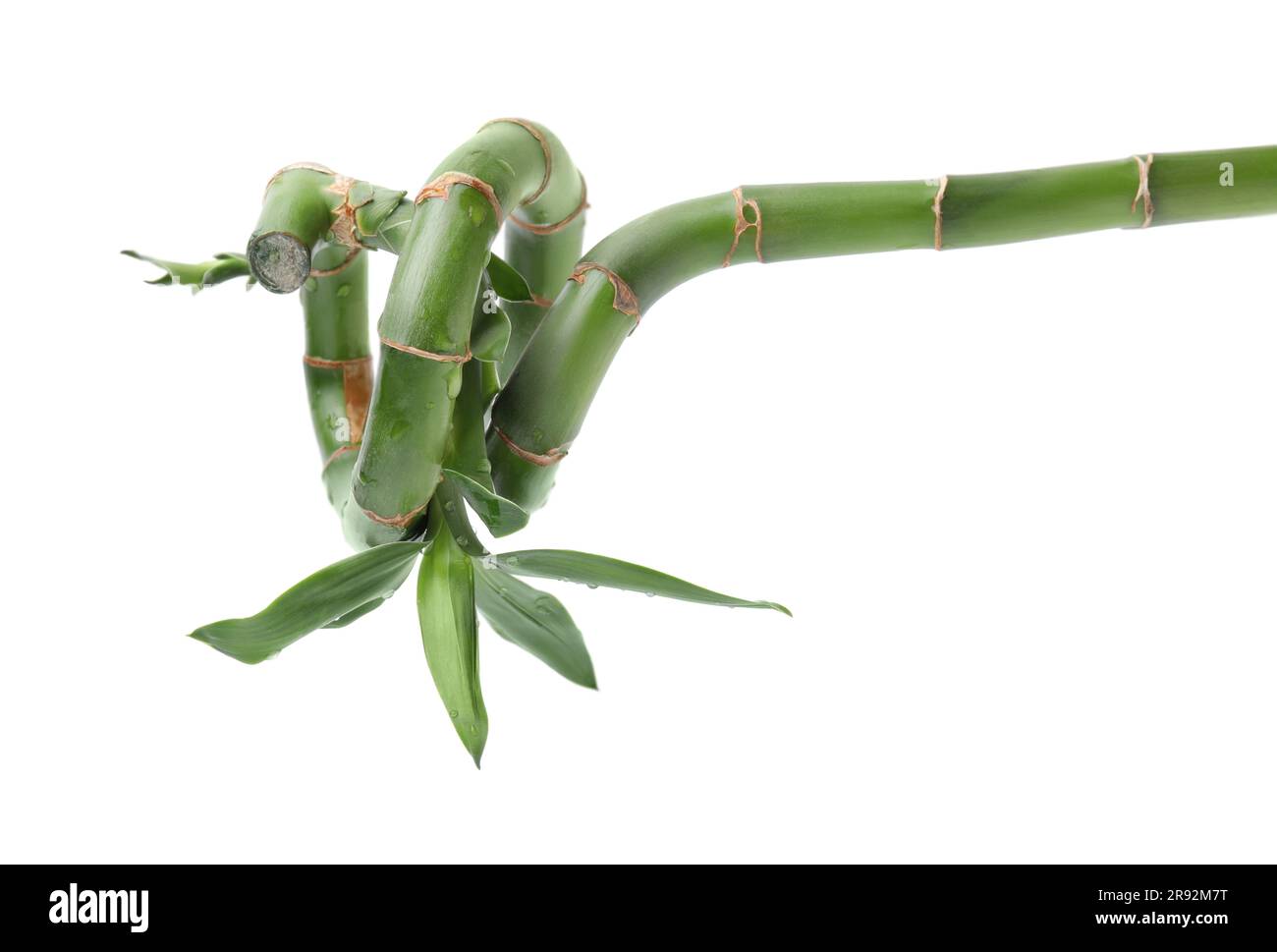 Beautiful green bamboo stem with leaves on white background Stock Photo ...