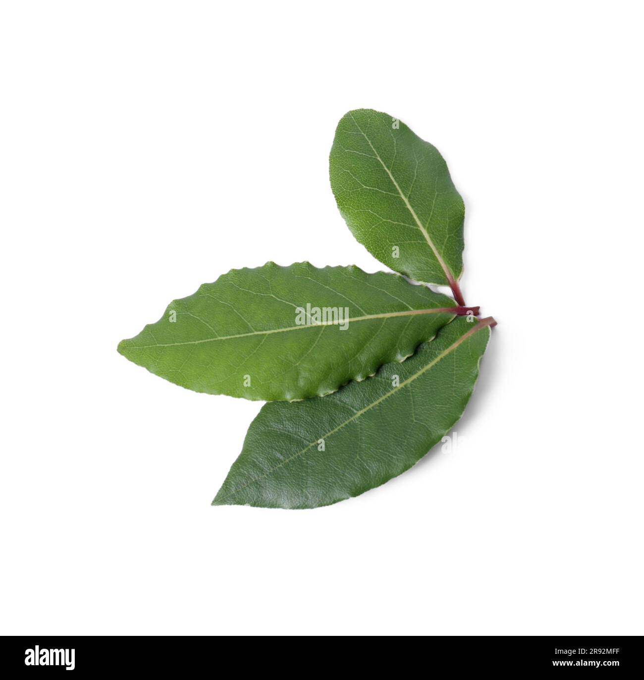 Fresh bay leaves isolated on white, top view Stock Photo - Alamy