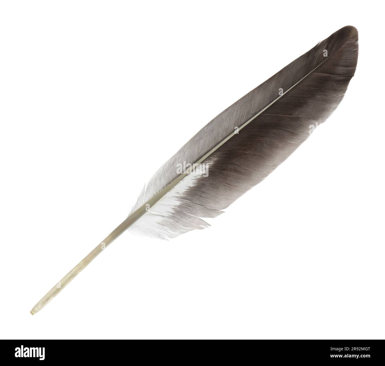 Beautiful grey bird feather isolated on white Stock Photo - Alamy