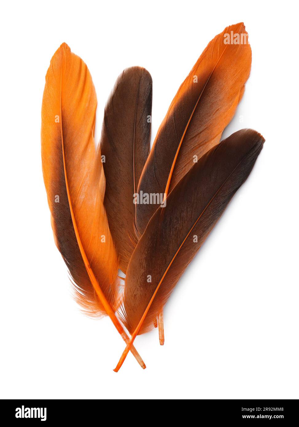 Many beautiful orange bird feathers isolated on white, top view Stock ...