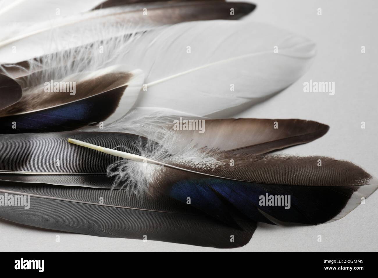 Different feathering hi-res stock photography and images - Alamy