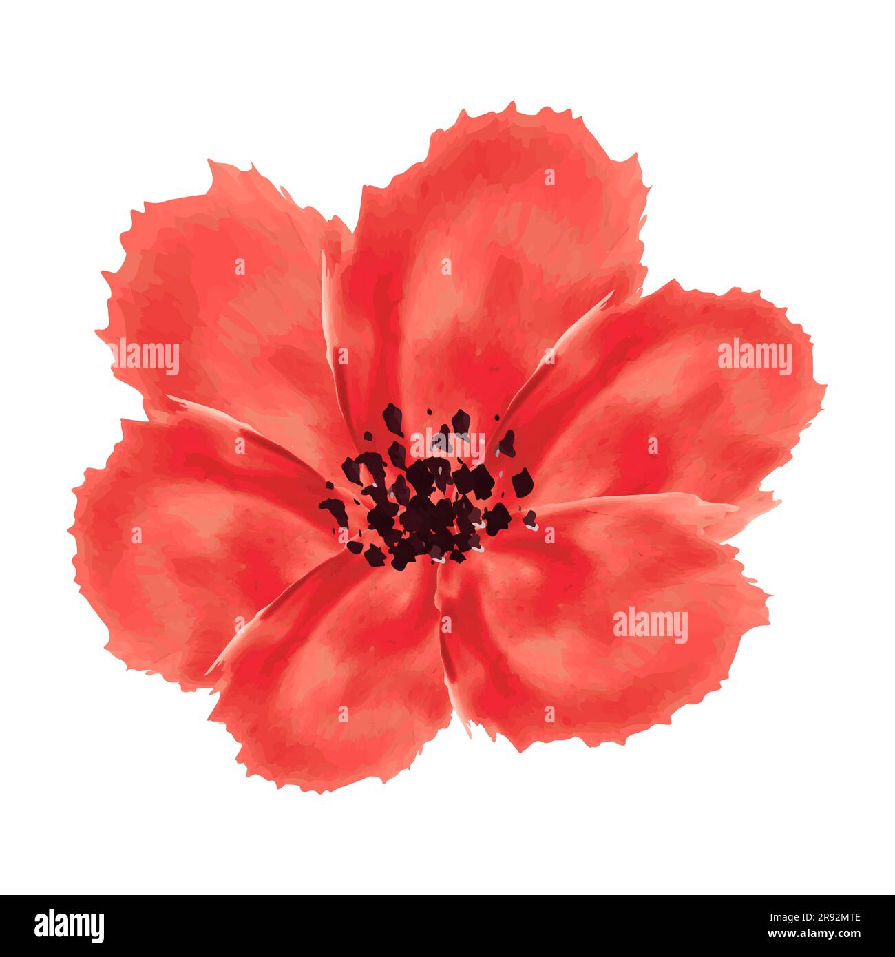 Poppy flower head Watercolor design element Vector illustration for ...