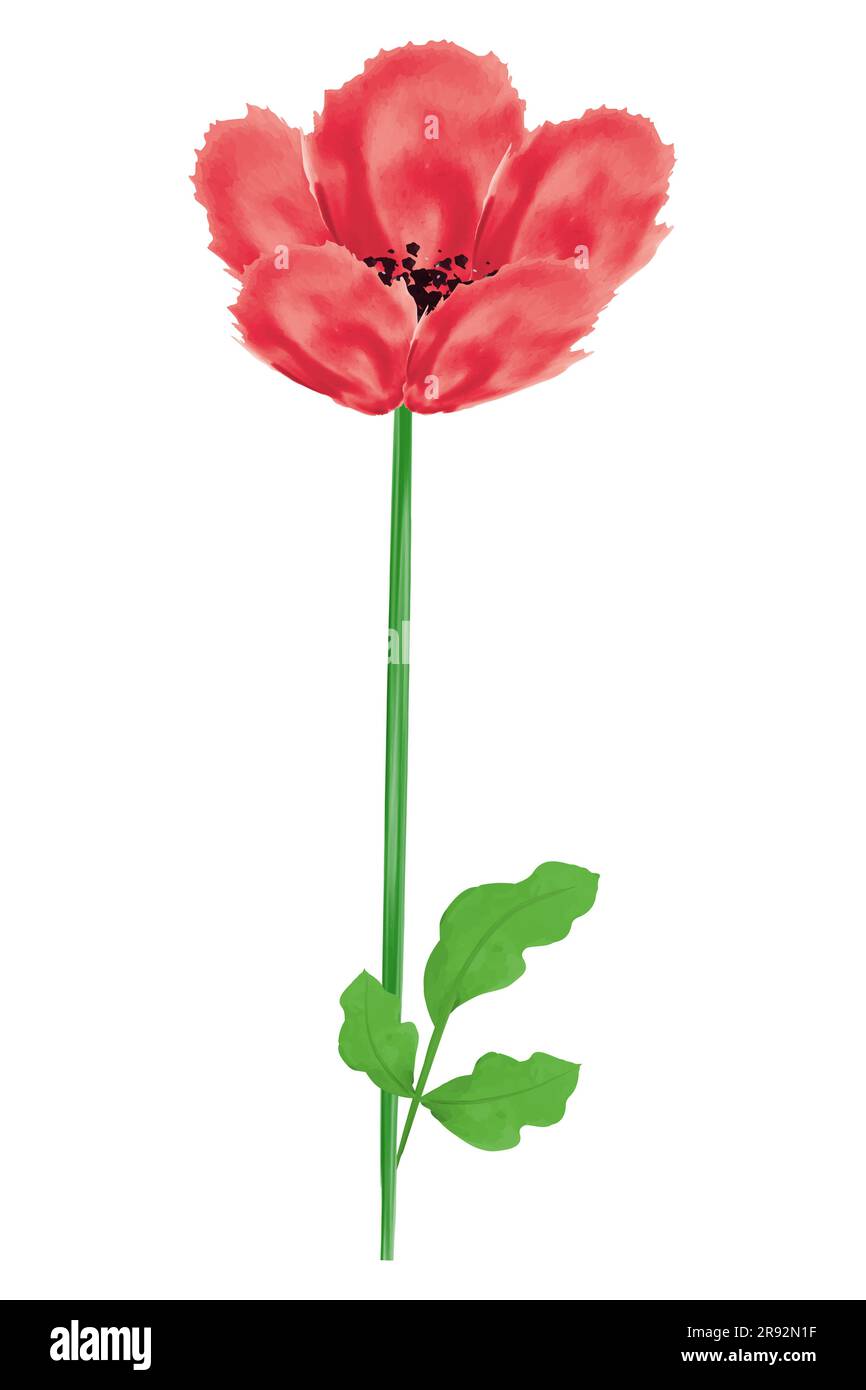 Poppy flower Watercolor design element Vector illustration for ...