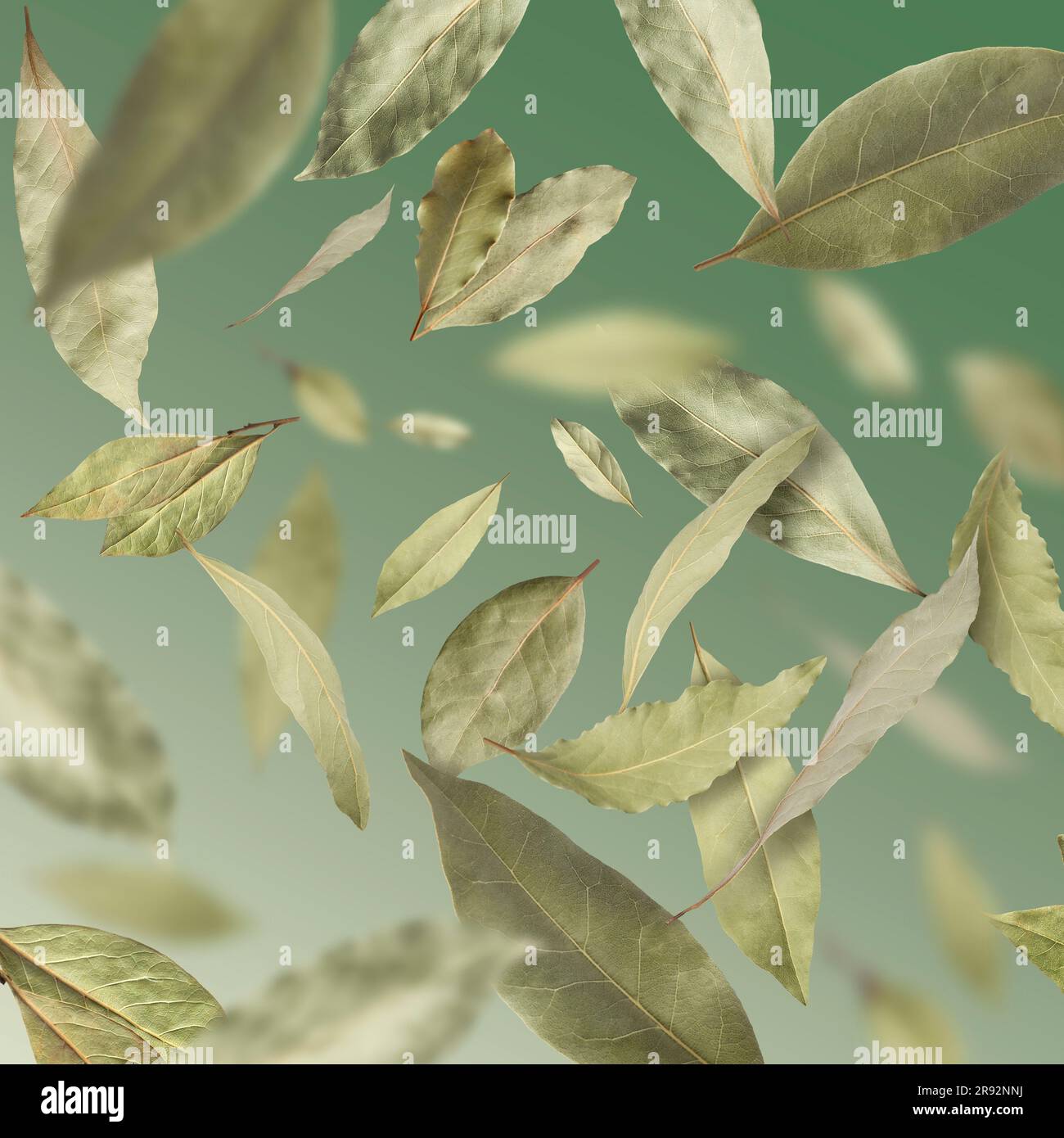 Dry bay leaves falling on green gradient background Stock Photo - Alamy