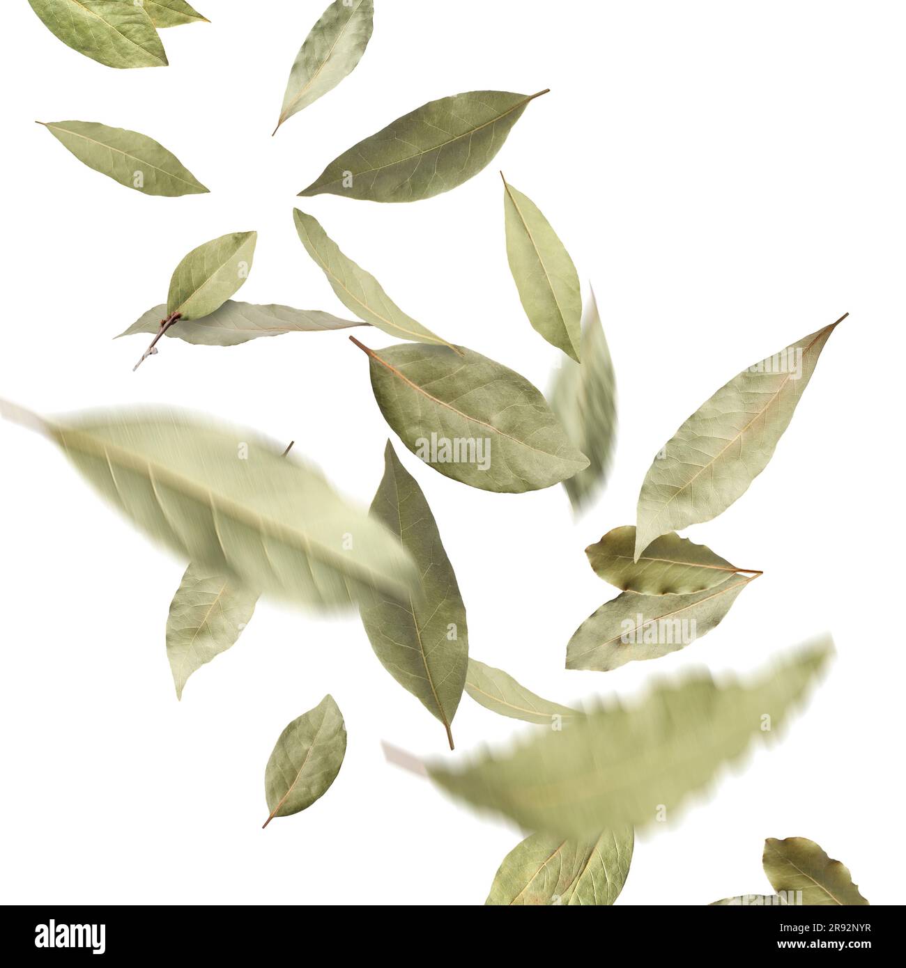 Dry bay leaves falling on white background Stock Photo - Alamy