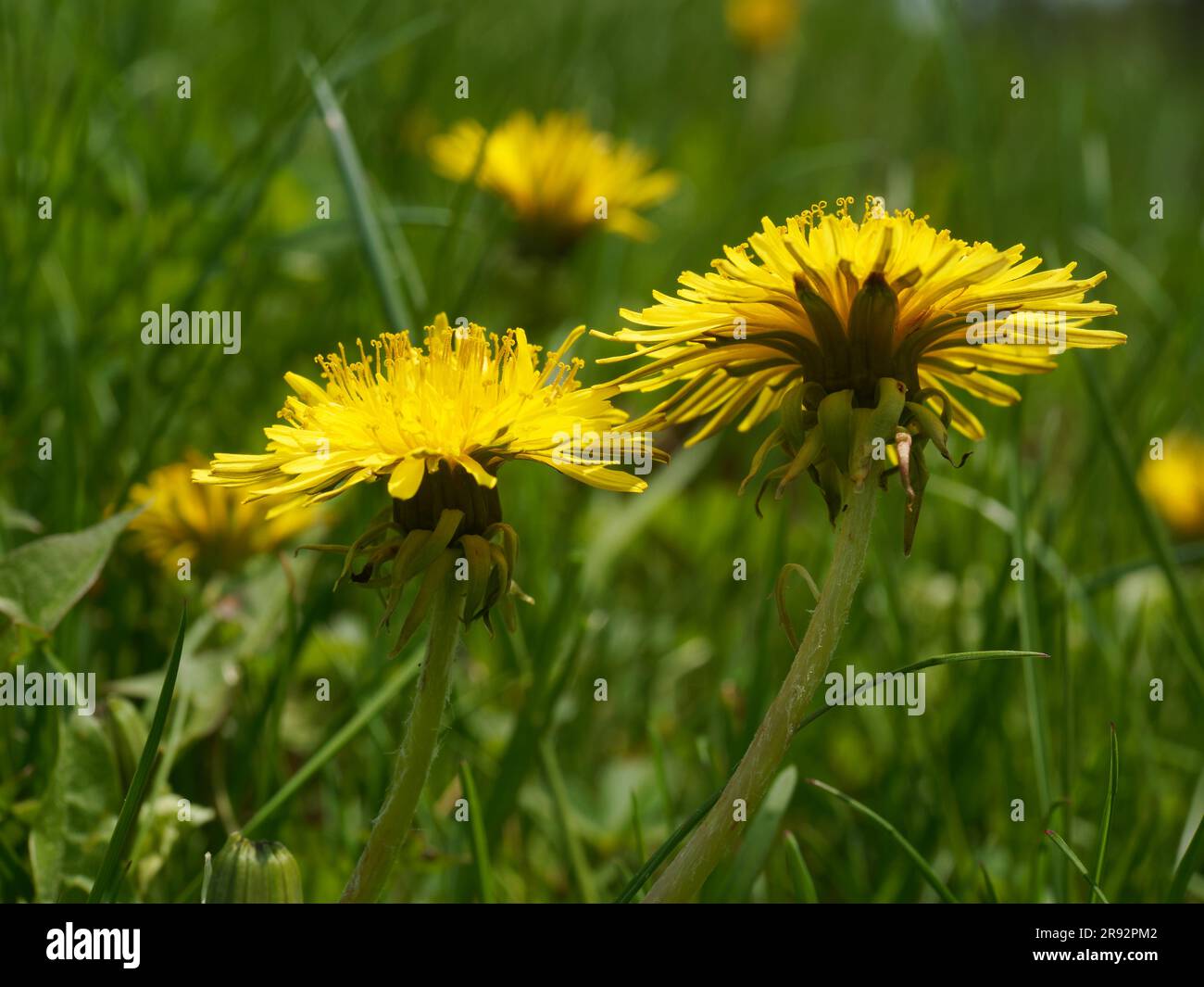 Dandelion growing on a lawn. Quebec,Canada Stock Photo - Alamy