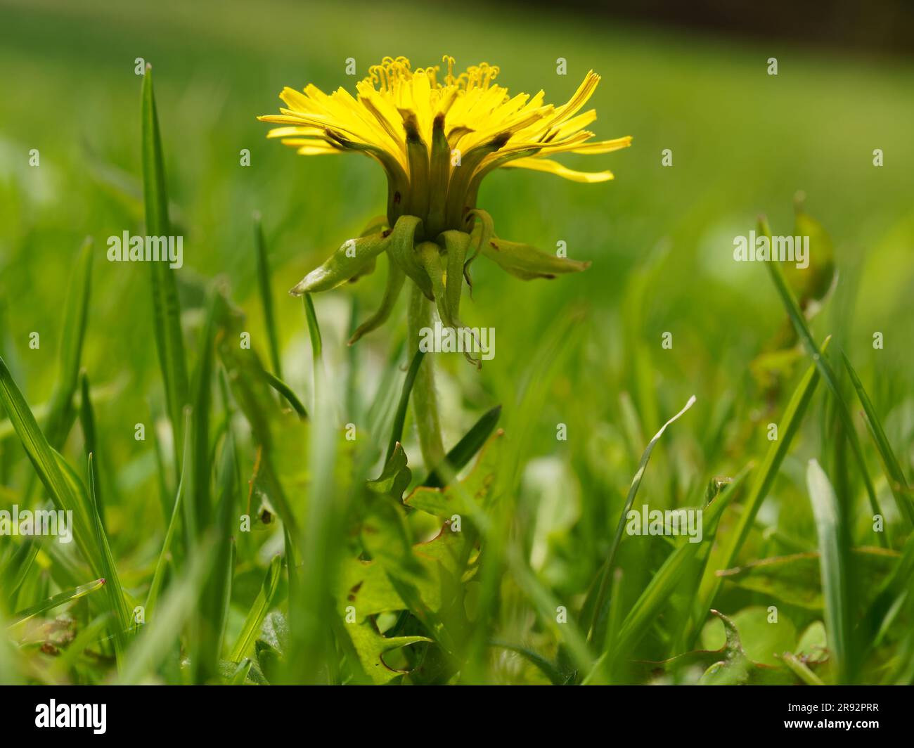 Dandelion growing on a lawn. Quebec,Canada Stock Photo - Alamy