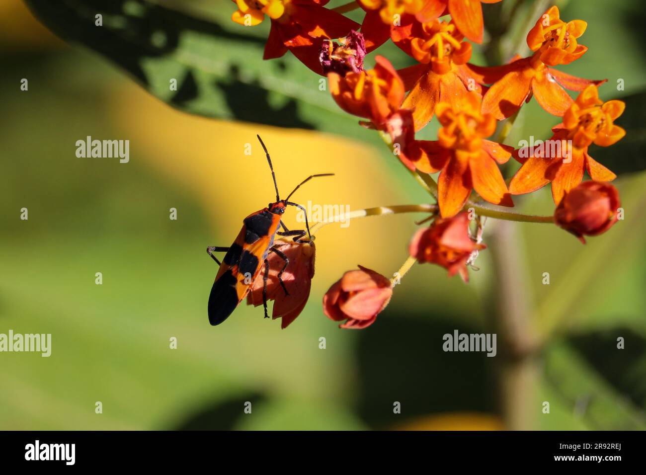 Large milkweed bug or Oncopeltus fasciatus feeding on a milkweed flower ...