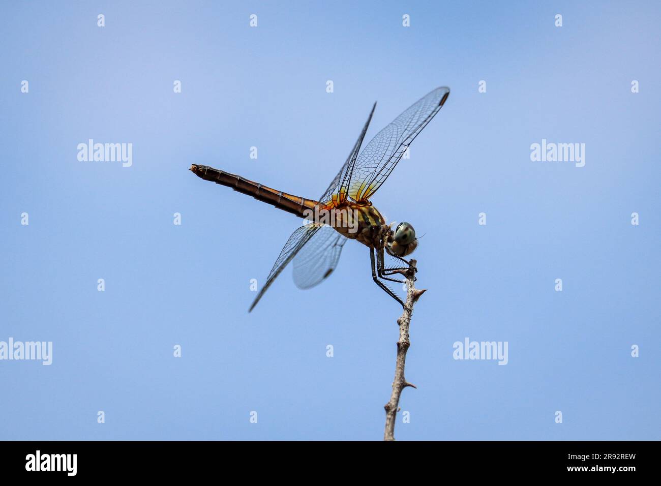 Female skimmer dragonfly or Libellulidae perching on a trig at the ...