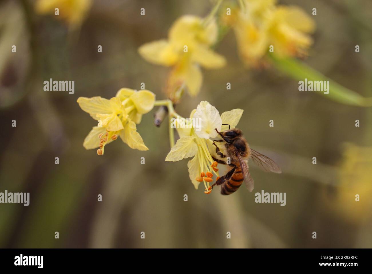 Pale verde tree hi-res stock photography and images - Alamy