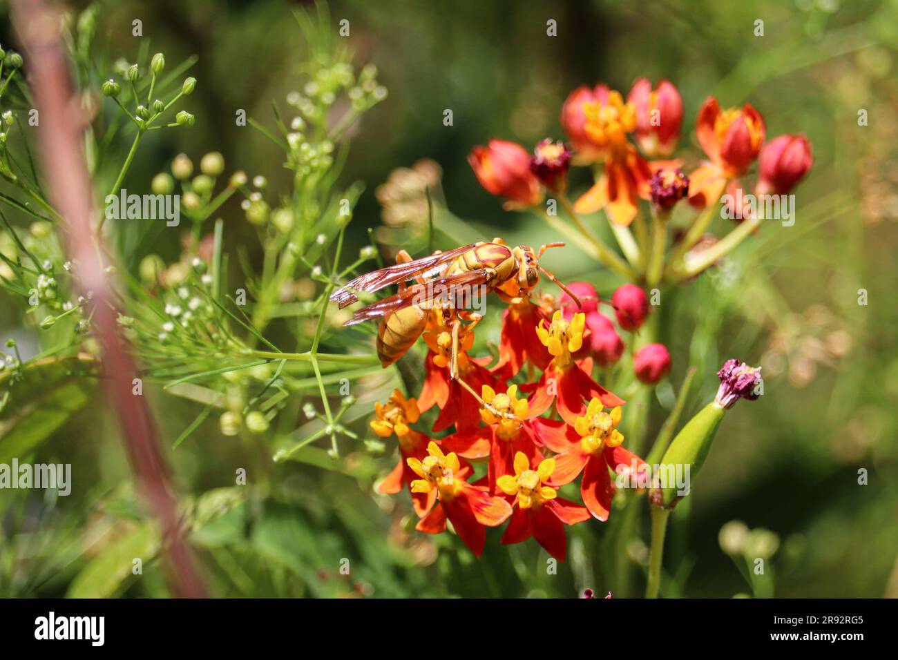 Pretty golden blooms hi-res stock photography and images - Alamy