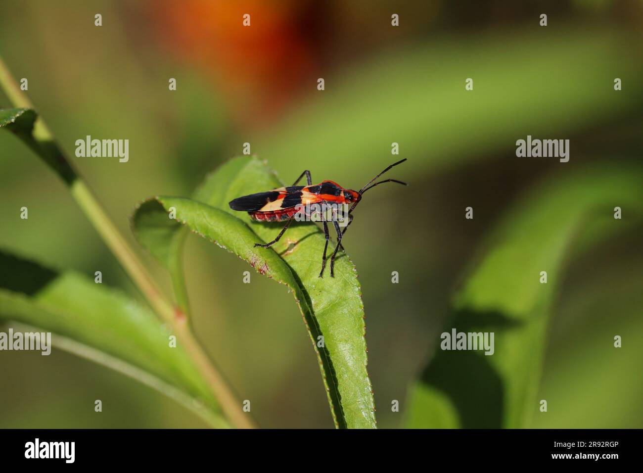 Large milkweed bug or Uncopeltus fasciatus on a milkweed leaf in a ...