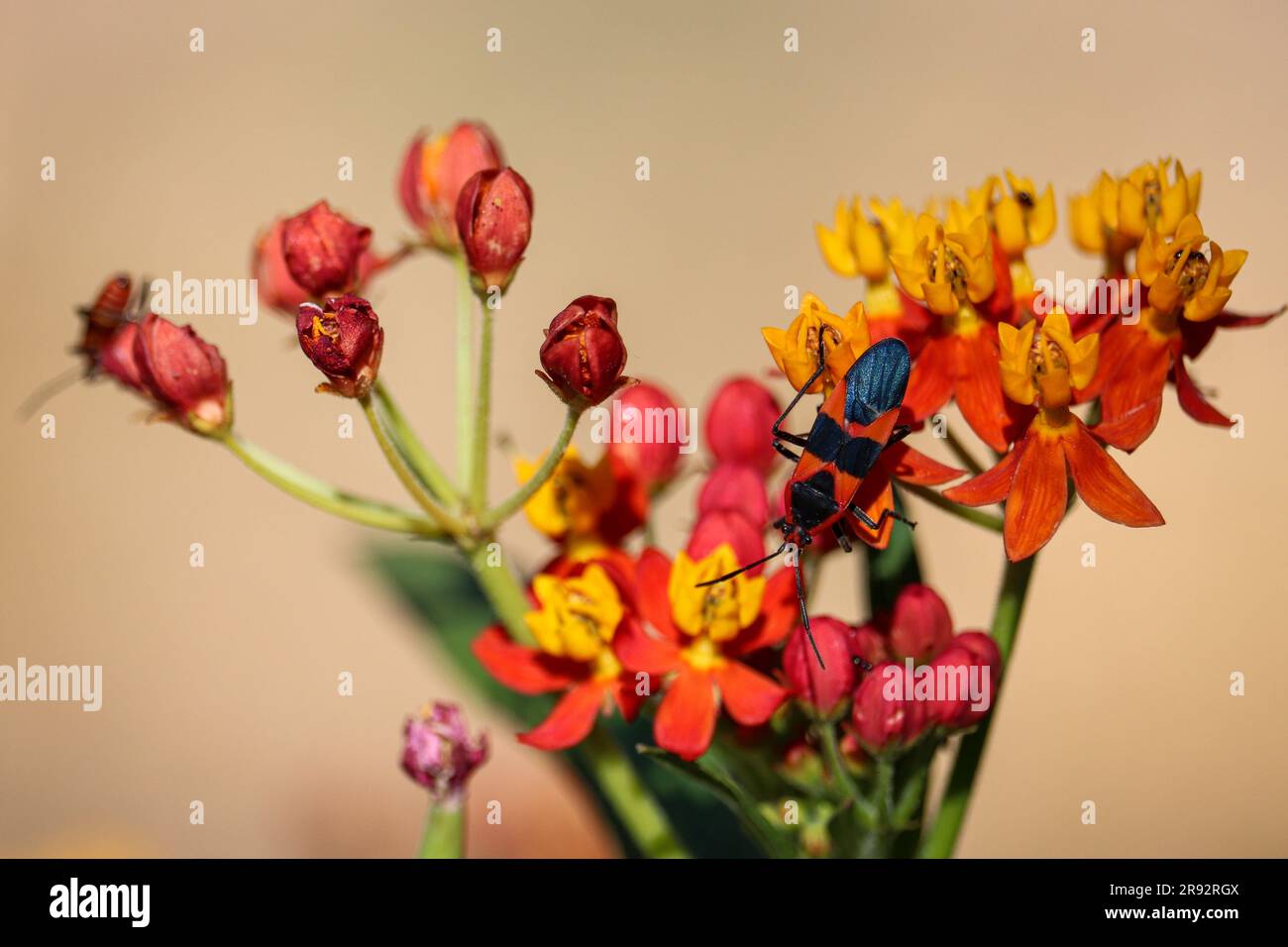 large milkweed bug or Oncopeltus fasciatus on milkweed in a garden in ...