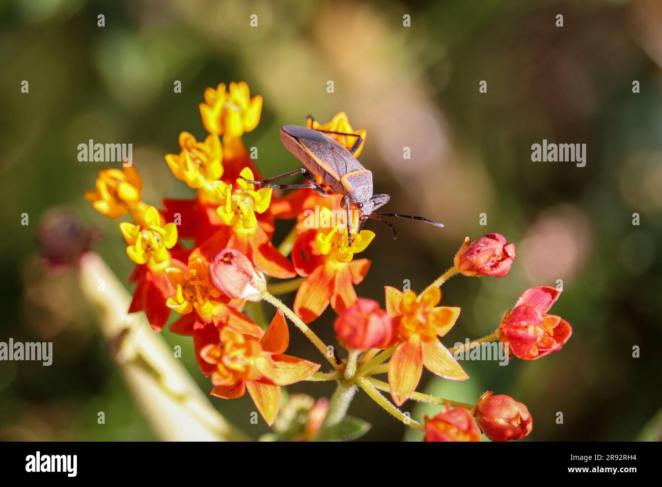 Bordered plant bug or Largus cinctus feeding on milkweed flowers in a ...