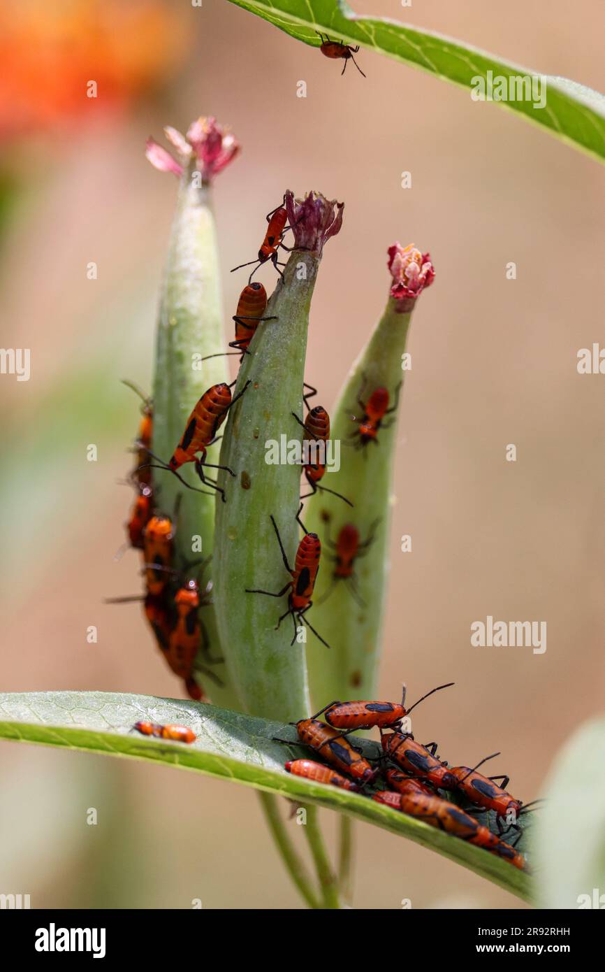Milkweed bug nymphs hi-res stock photography and images - Alamy