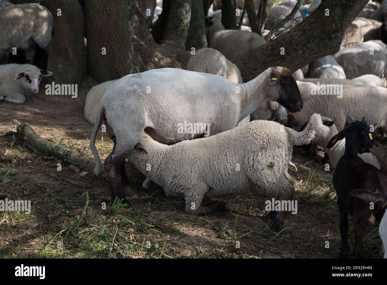 Lower Oder Valley National Park protects some meadows on hills with ...
