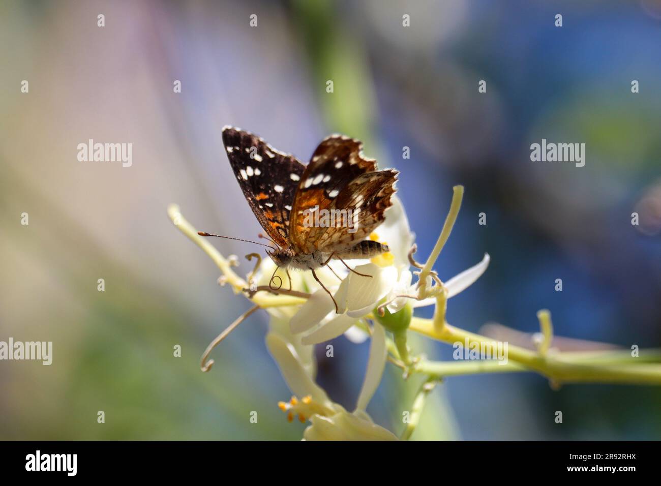 White spots on body hi-res stock photography and images - Alamy