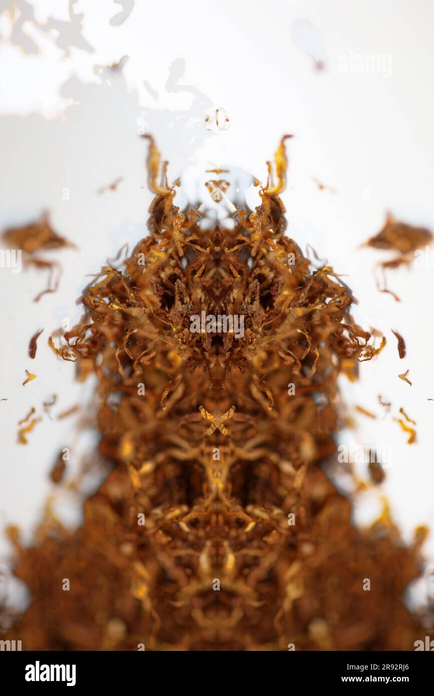 Double layer of brown rolling tobacco leaves lucky strike macro background stock photography ...