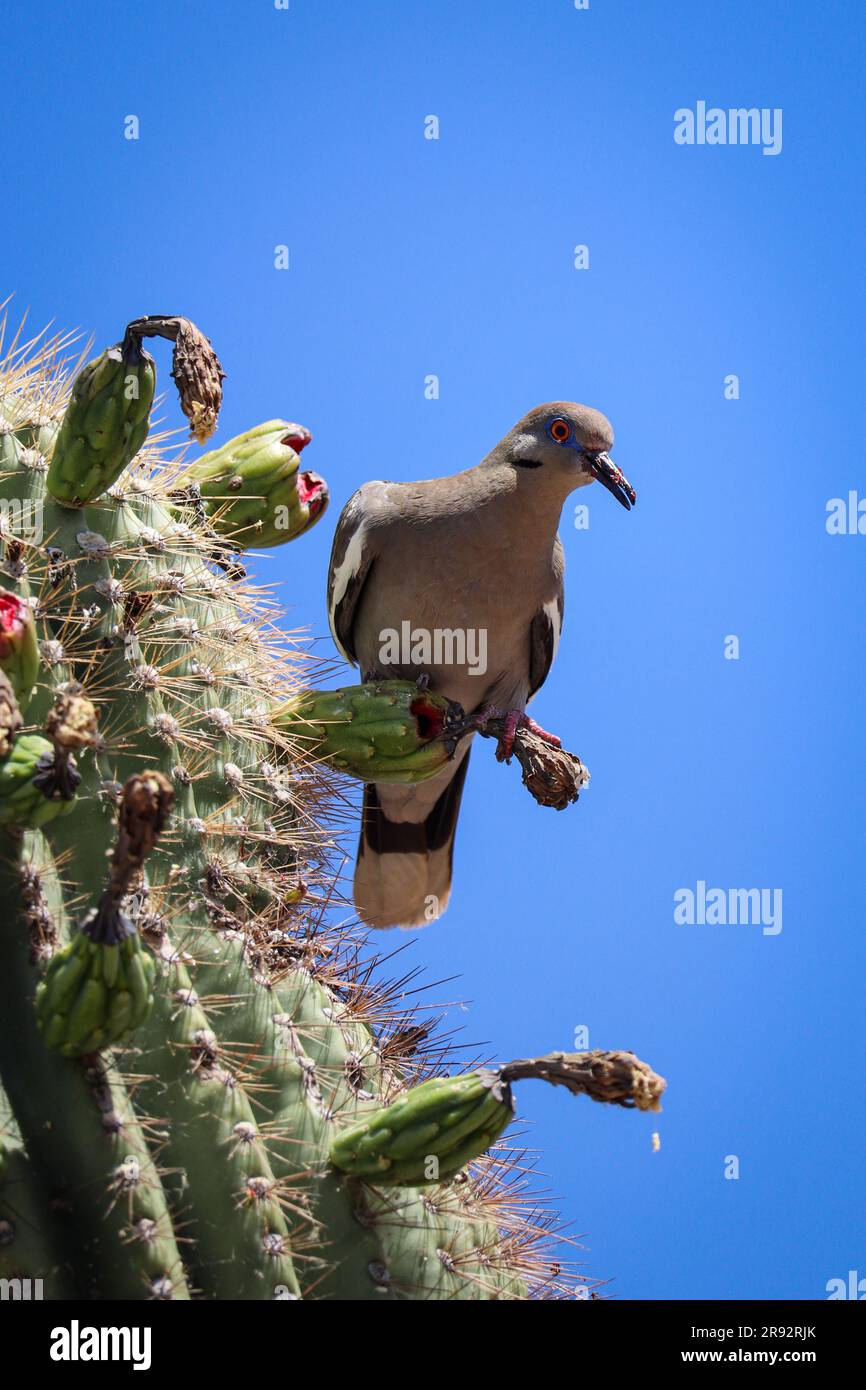 Saguaro cactus bird hi-res stock photography and images - Alamy
