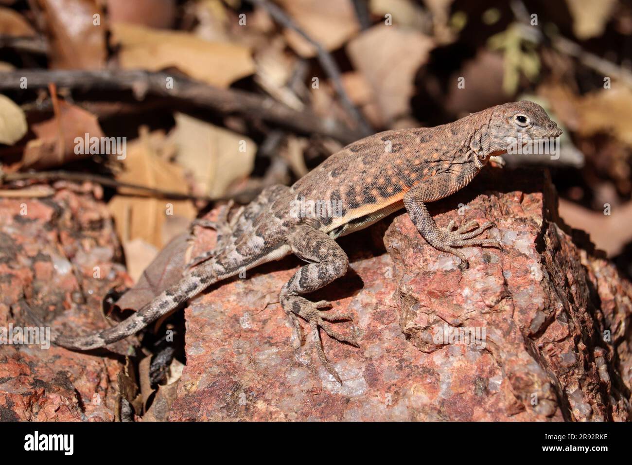 Female greater earless lizard or Cophosaurus texanus sunning on a rock ...