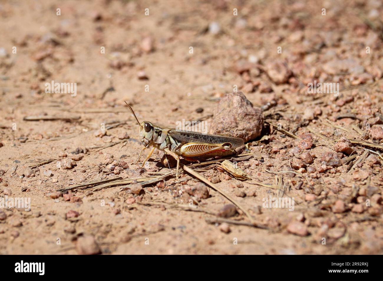 Grasshopper melanoplinae resting on green hi-res stock photography and ...