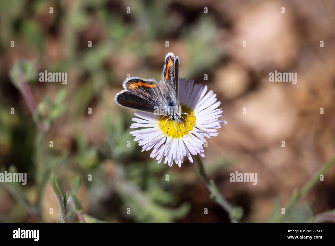 Acmon blue or Plebejus acmon feeding on a fleabane flower at Rumsey ...