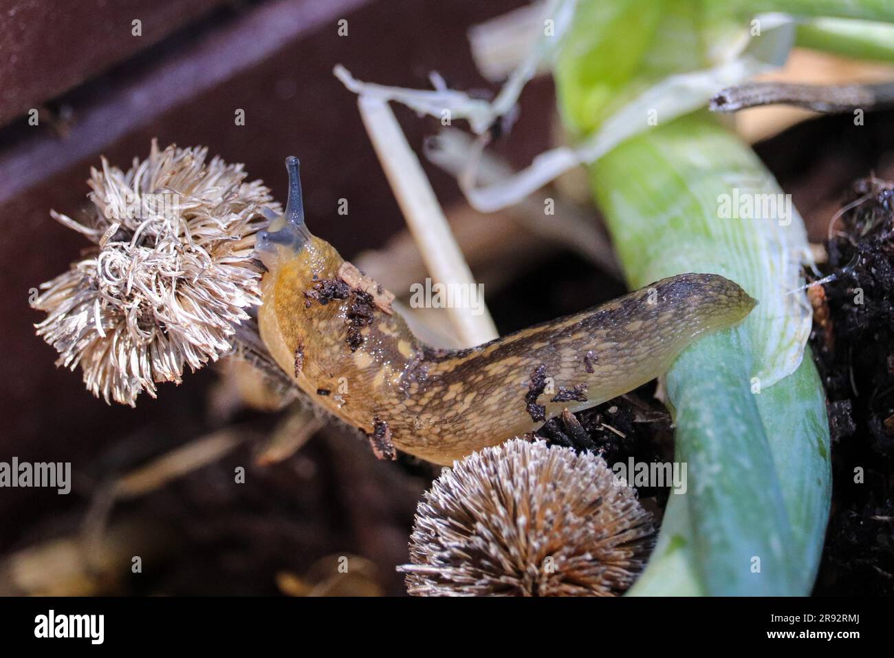 Yellow cellar slug or Limacus flavus in a garden in Payson, Arizona ...