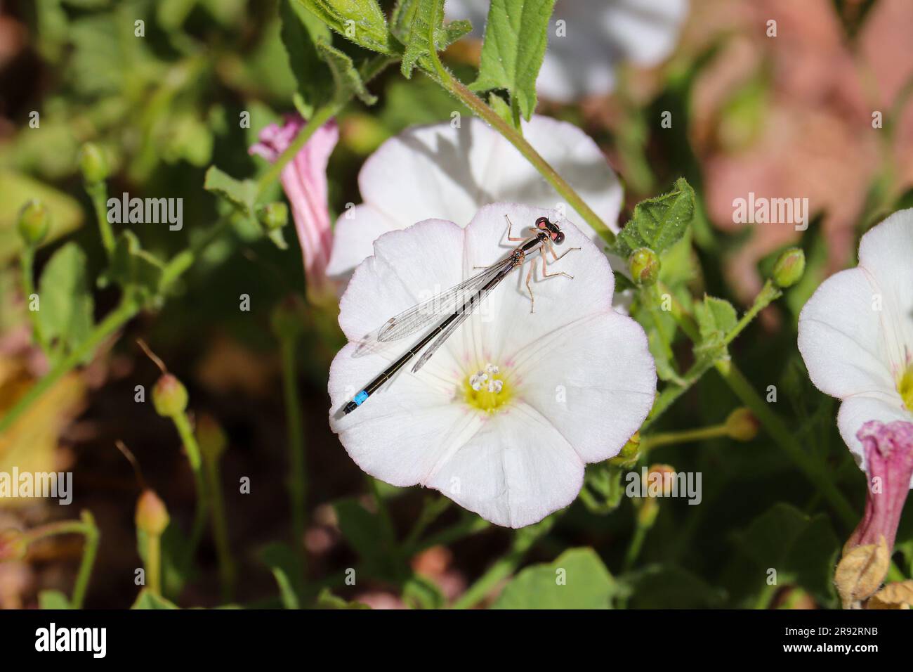 Female pacific forktail hi-res stock photography and images - Alamy