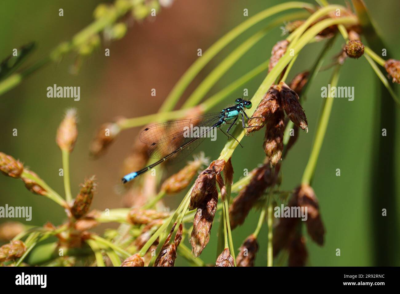 Male pacific forktail hi-res stock photography and images - Alamy